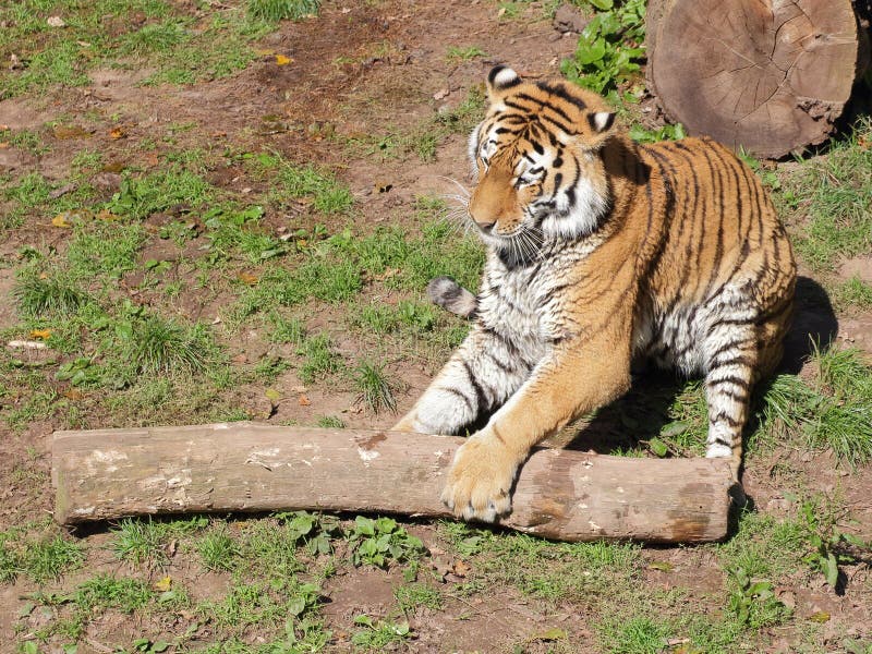 Siberian Tiger Playing - Front View Stock Photo - Image of head ...