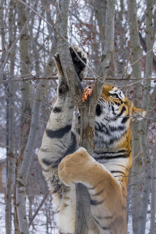 Siberian tiger plays stock photo. Image of playing, environmental ...