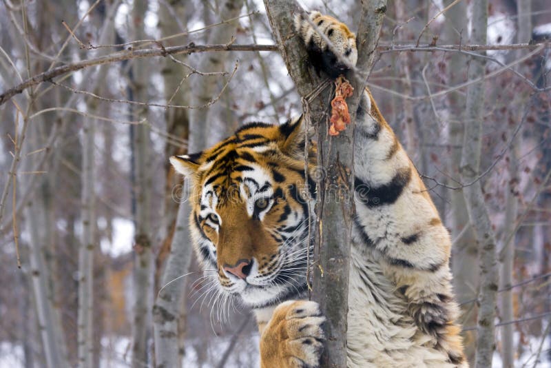 Siberian tiger plays stock photo. Image of play, winter - 29651532