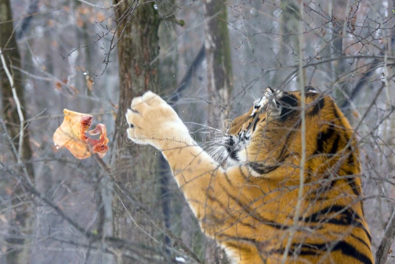 Siberian tiger plays stock photo. Image of tiger, enclosure - 29651550