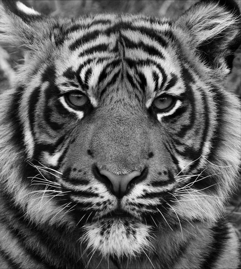 Siberian Tiger Portrait in Black and White with High Contrast Stock ...