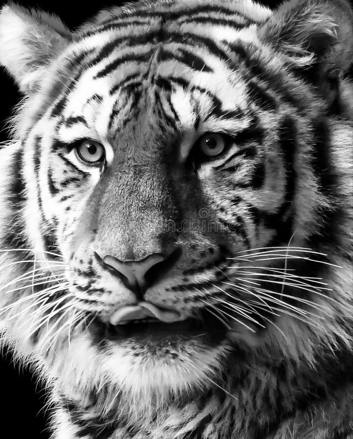 Siberian Tiger Portrait in Black and White with High Contrast Stock ...
