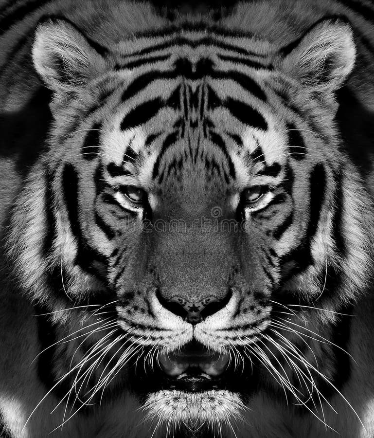 Siberian Tiger Portrait in Black and White with High Contrast Stock ...