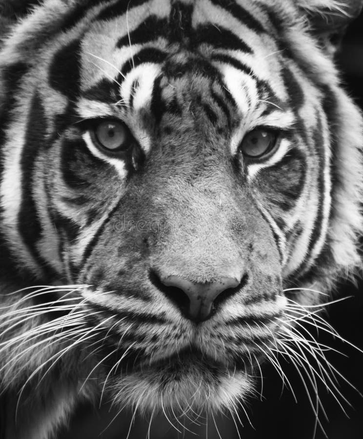 Siberian Tiger Portrait in Black and White with High Contrast Stock ...