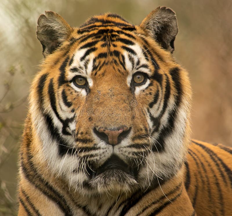 Siberian tiger portrait stock photo. Image of eyes, siberian - 72783450