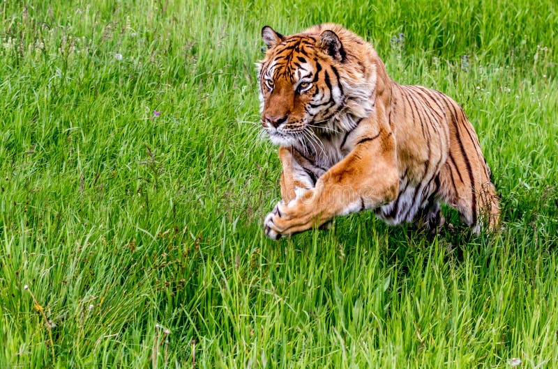 Tiger pouncing stock photo. Image of wild, feline, wildlife - 30856922
