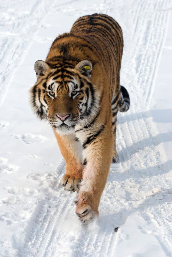 Siberian Tiger Prowling stock photo. Image of wildlife - 8681506