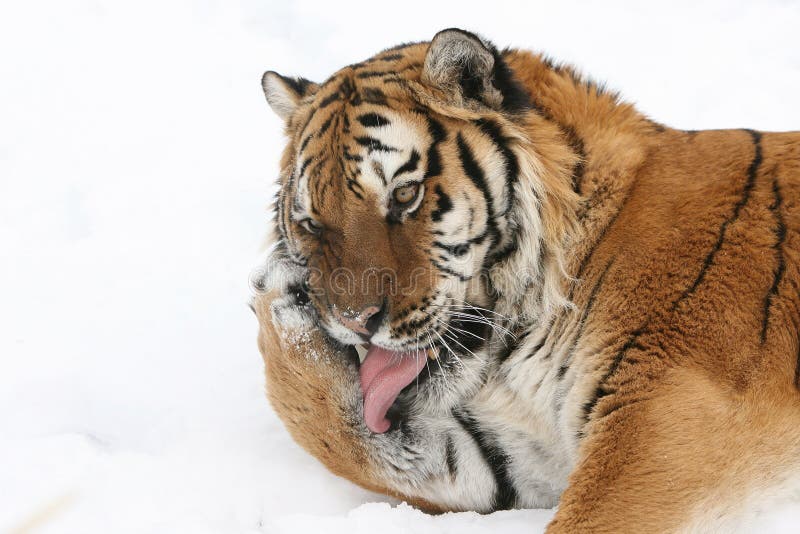 Siberian Tiger Running in Snow Stock Image - Image of jungle, anger ...
