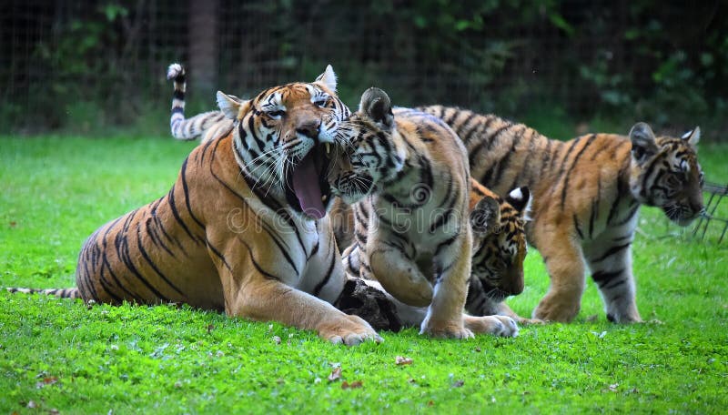 Siberian tiger in safari stock photo. Image of beauty - 118874094