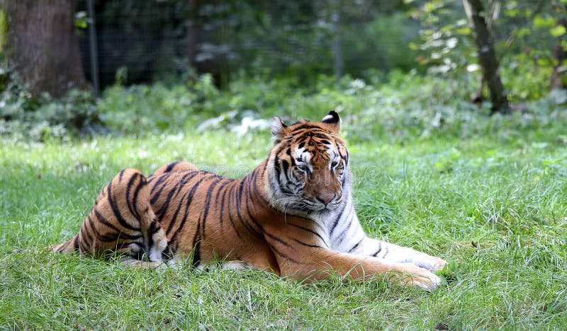 Siberian Tiger Sleeping in a Park Stock Image - Image of tiger, france ...