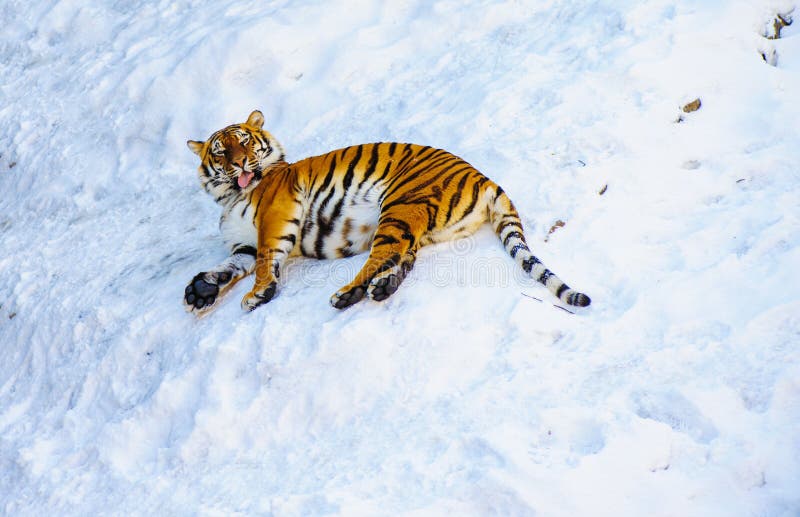 Siberian tiger on snow stock image. Image of teeth, expression - 157068583