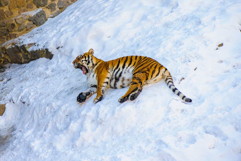 Siberian tiger on snow stock image. Image of snow, angry - 157068603