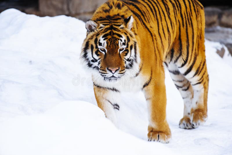 Siberian tiger on snow stock image. Image of tiger, hunt - 157068729