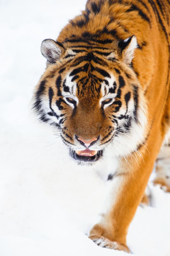 Siberian tiger on snow stock image. Image of predator - 157069133