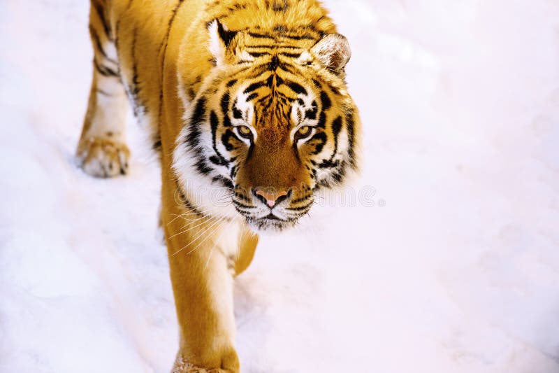 Siberian tiger on a snow stock image. Image of hunt - 157069197