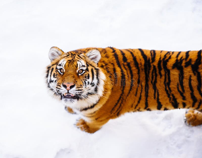 Siberian tiger on snow stock image. Image of aggressive - 157069441