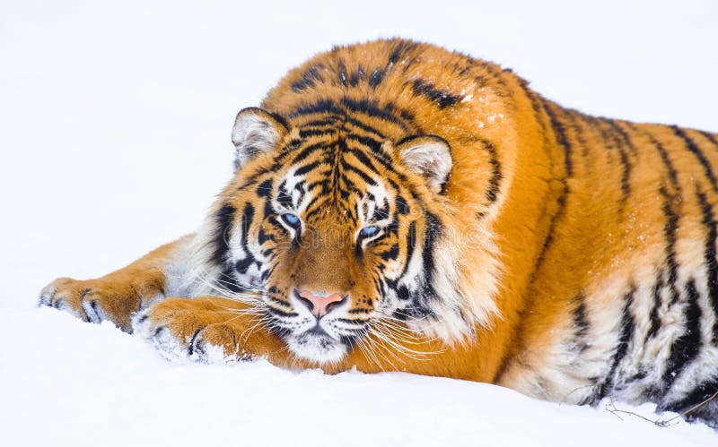 Siberian tiger on snow stock image. Image of animal - 157069929