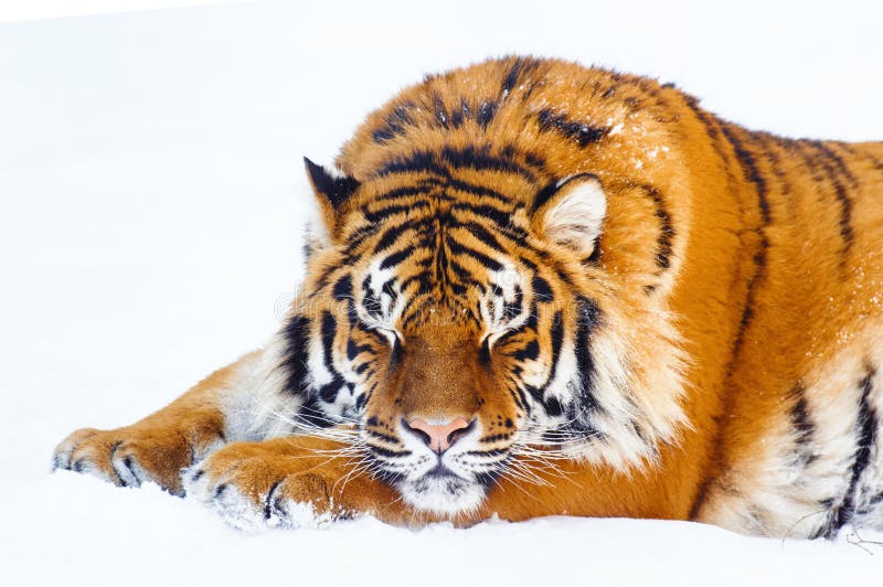 Siberian tiger on a snow stock photo. Image of angry - 157069968