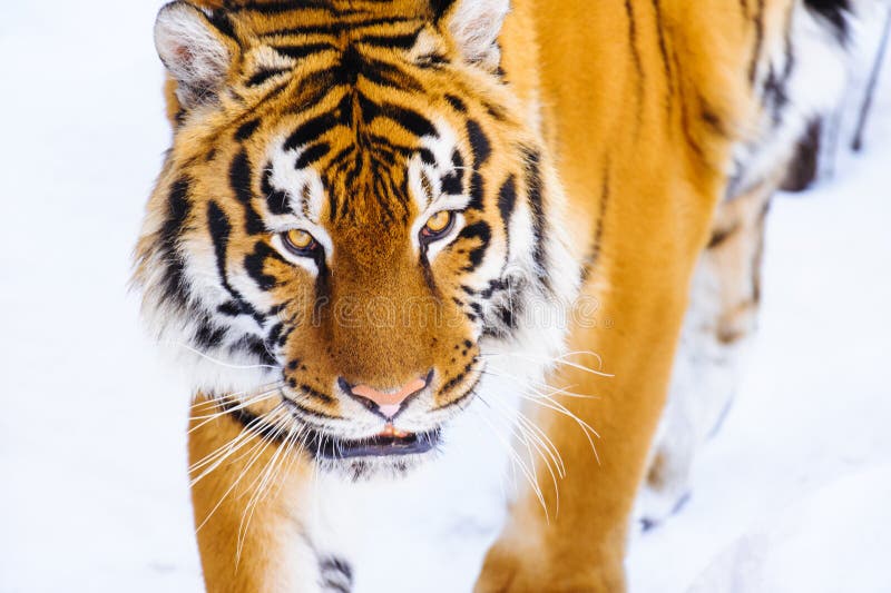Siberian tiger on snow stock photo. Image of hunt, animal - 157069994
