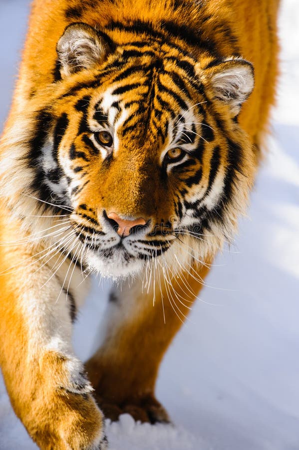 Siberian tiger on the snow stock image. Image of teeth - 157071485