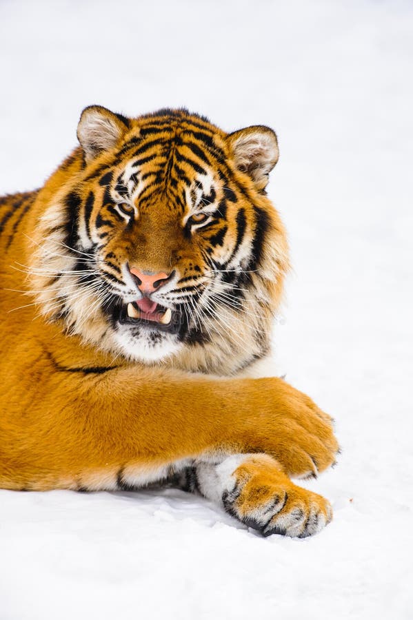 Siberian tiger on snow stock image. Image of hunt, look - 157068711