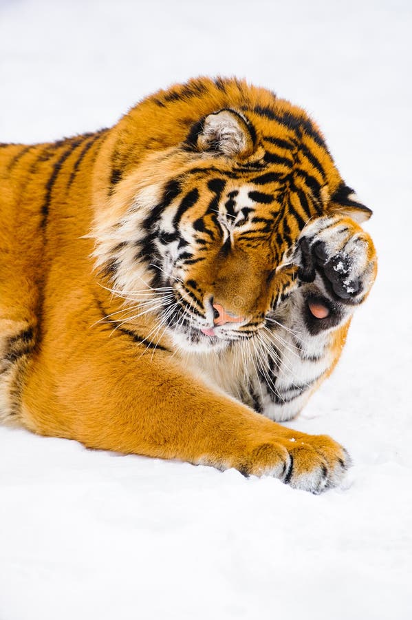 Siberian tiger on snow stock image. Image of hunt, look - 157068711