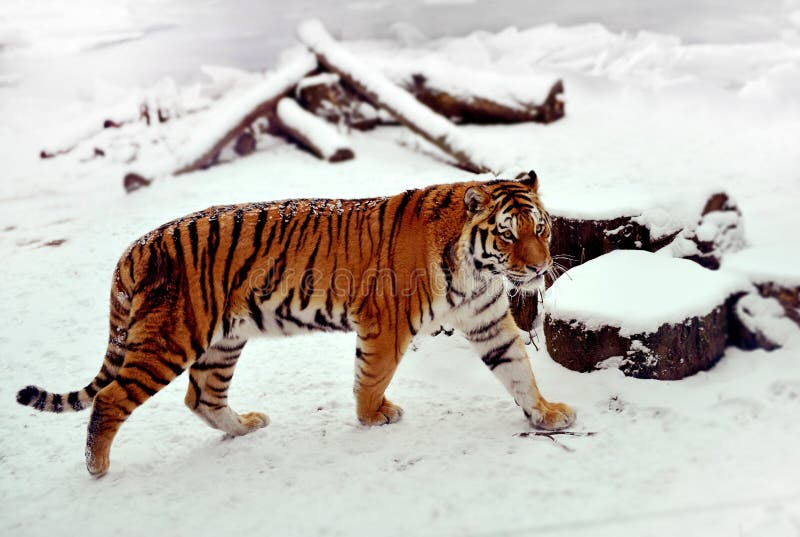 Siberian tiger on a snow stock photo. Image of mammals - 104144160