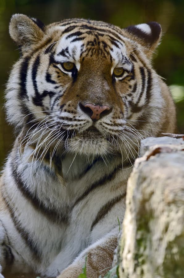 Siberian Tiger Stare stock image. Image of hunter, siberian - 21631607