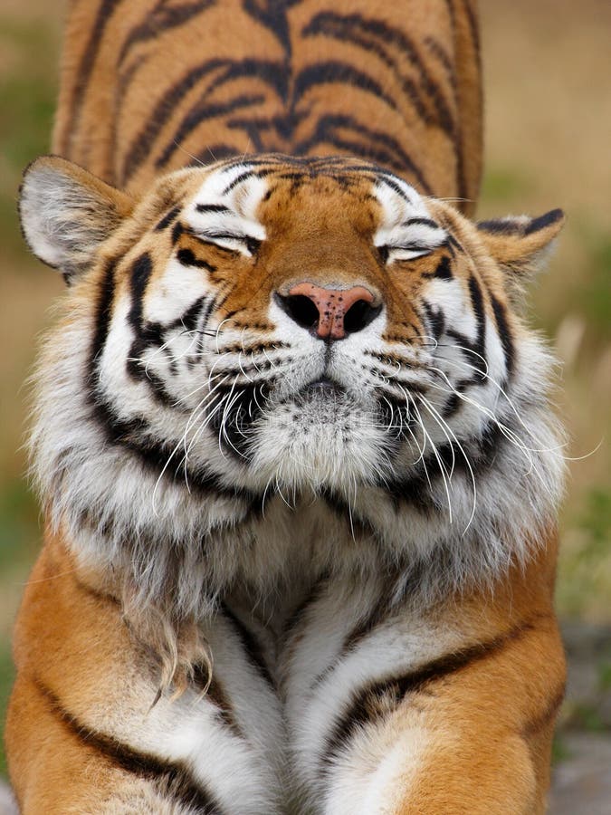 Siberian tiger stretching stock image. Image of felidae - 14970867