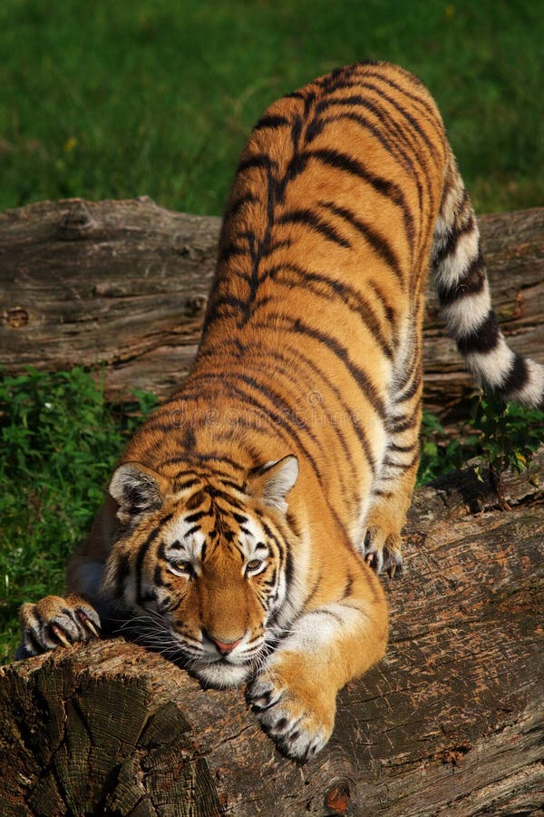 Siberian Tiger Stretching Out Stock Image - Image of close, mammal ...