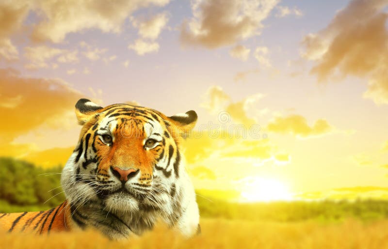 Siberian Tiger stock photo. Image of hunter, animal, beast - 83000378