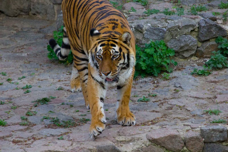 Tiger walking stock image. Image of tiger, mammals, siberian - 127057357
