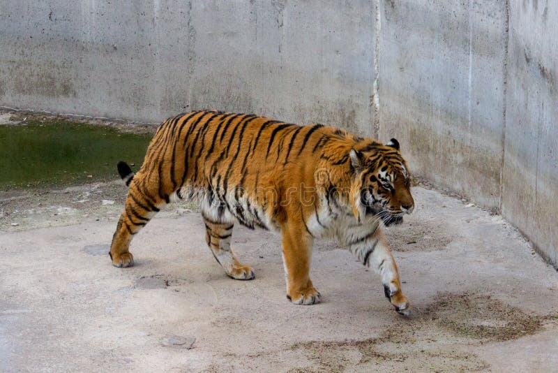 Tiger walking stock image. Image of beast, mammal, nature - 158189117