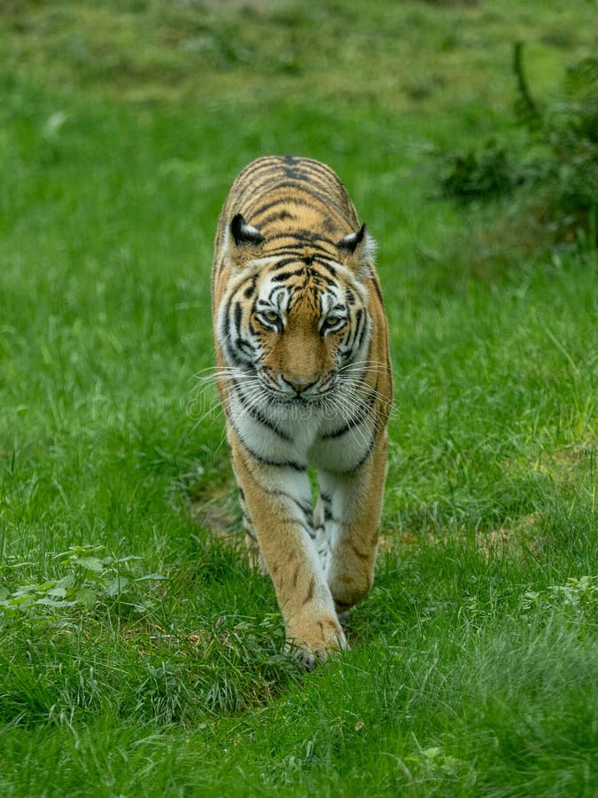 Tiger Walking Confidently Towards Camera Stock Photos - Free & Royalty-Free Stock Photos from ...