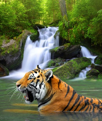 1,001 Tiger Waterfall Stock Photos - Free & Royalty-Free Stock Photos ...