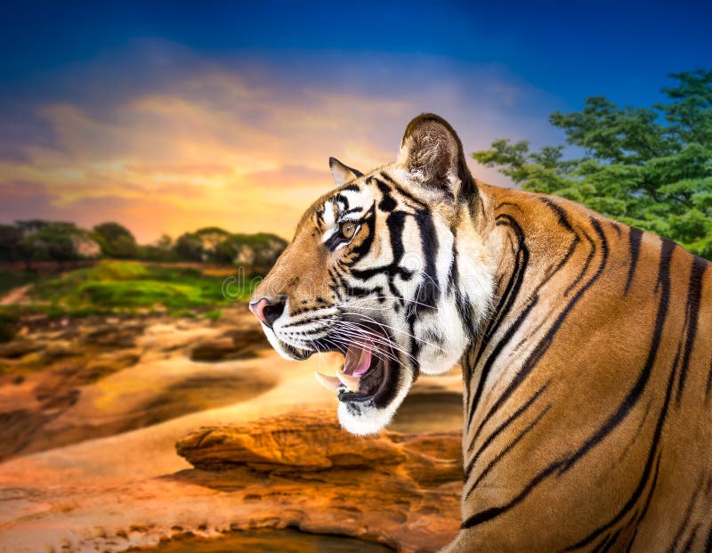 Siberian tiger stock photo. Image of nature, growl, face - 98801238