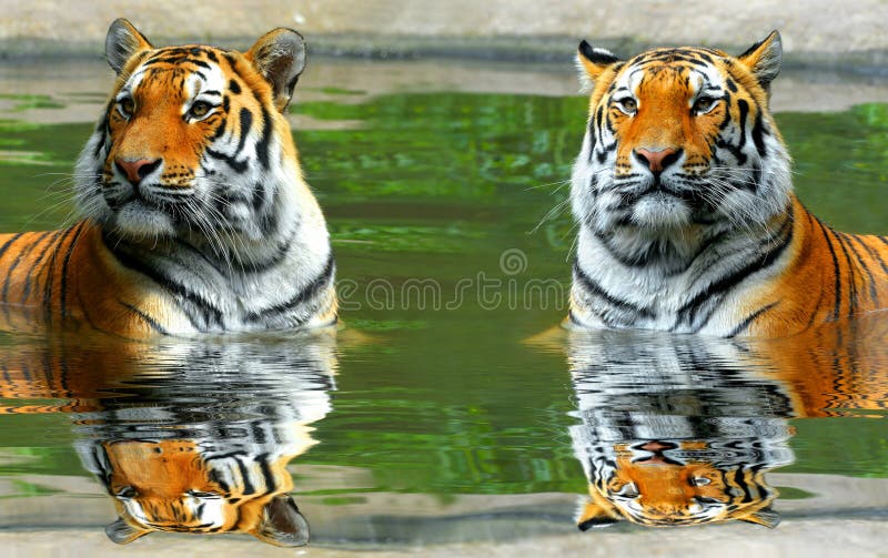 Siberian Tigers stock image. Image of asia, pond, leopard - 34203169
