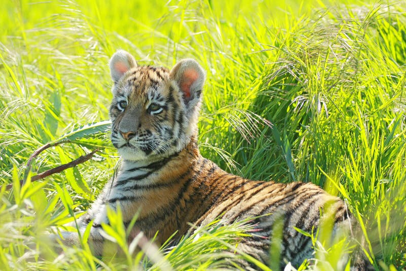 Siberian Tiiger puppy stock image. Image of wildlife - 19453853