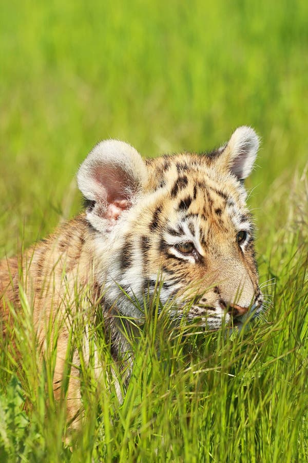 Siberian Tiiger Puppy Picture. Image: 19454008