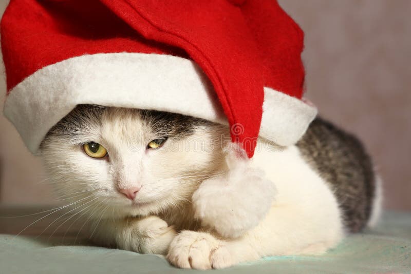 Siberian Tom Cat in Santa Hat Close Up Portrait Stock Photo - Image of ...