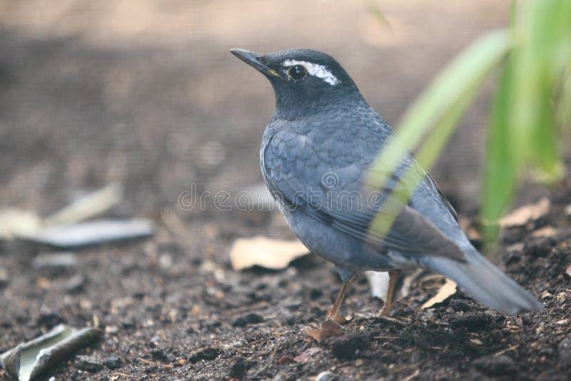 Trast arkivfoto. Bild av löv, genomträngande, grön, textur - 90656564