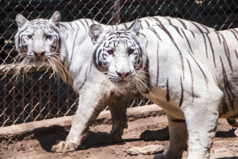 Siberian white tigers stock image. Image of white, wild - 71727903