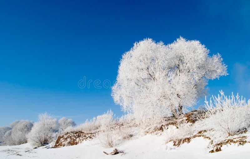 Siberian winter stock photo. Image of perfection, light - 2201146