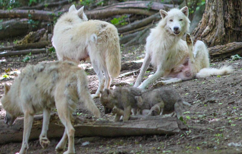 Siberian Wolf Pack stock photo. Image of creature, animals - 32275622