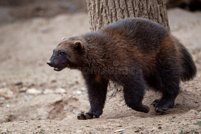 Siberian Wolverine Gulo Gulo Sitting in Nature Portrait Stock Image ...