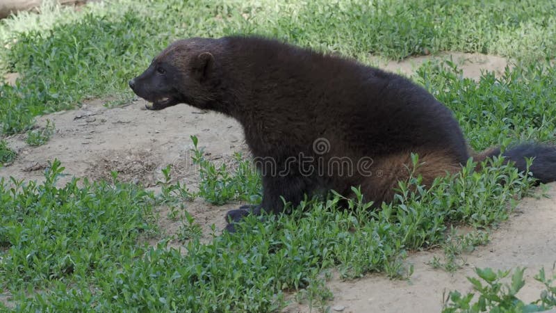 Siberian Wolverine (Gulo Gulo) Sitting in Grass Stock Video - Video of ...