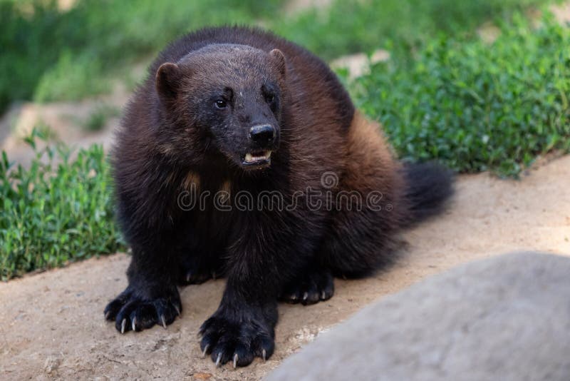 Siberian Wolverine Gulo Gulo Sitting in Nature Stock Photo - Image of ...