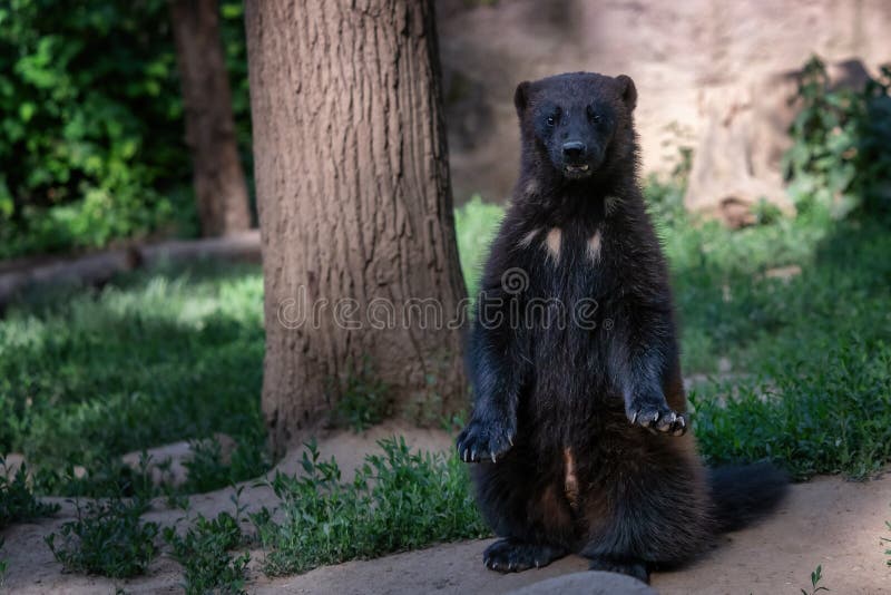 Siberian Wolverine Gulo Gulo Sitting in Nature Stock Image - Image of ...