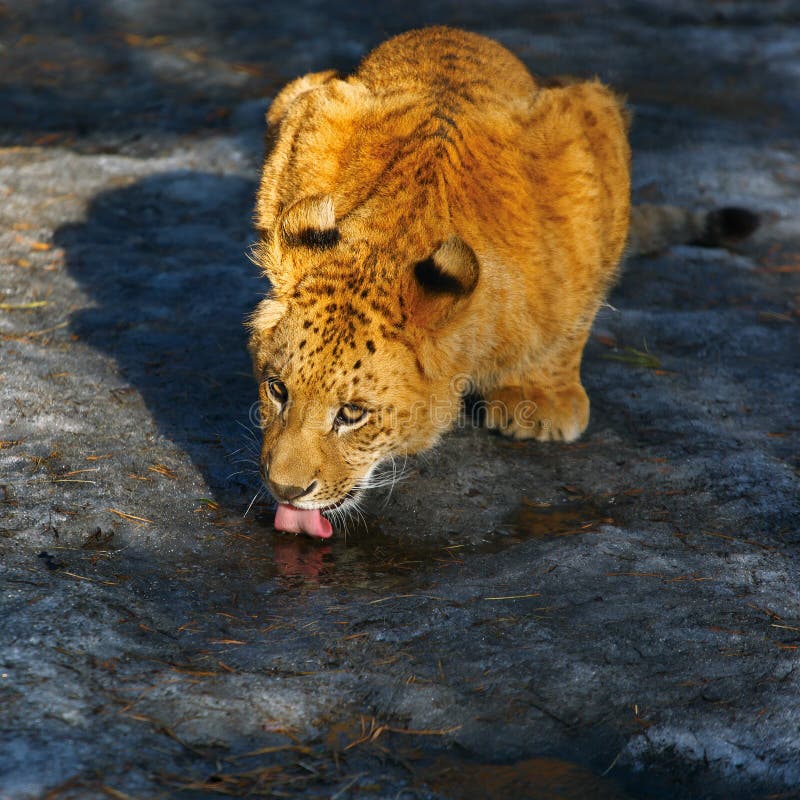 En Liger I Den Siberian Tiger Park, Harbin, Kina Fotografering för ...