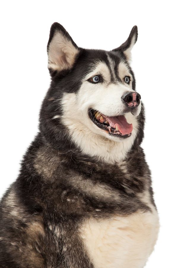 Siberiano Feliz Husky Closeup Foto de archivo - Imagen de cara, mascota ...